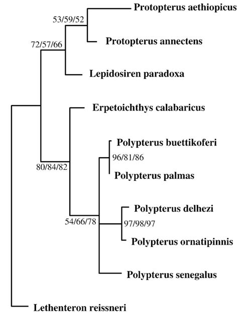 Actinopterygii Phylogenetic Tree