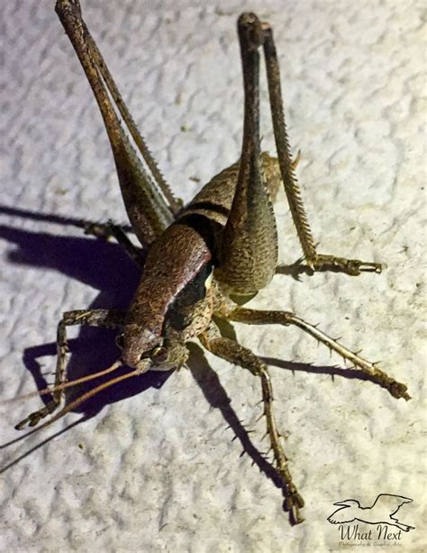 The Amazing And Beautiful Brown Katydid What Next Photography