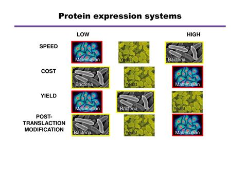 Ppt Recombinant Protein Expression Other Alternatives Powerpoint
