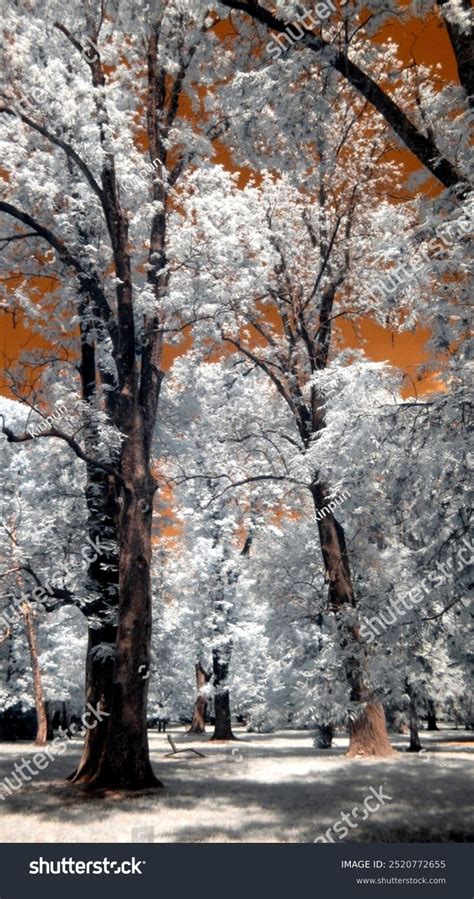 Infrared Ir Photography Ethereal Details That Stock Photo Shutterstock