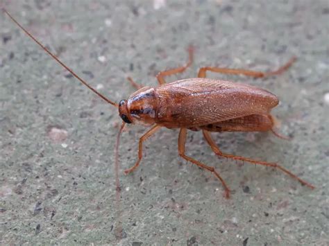 German Cockroach Infestation Steps To Safely Remove And Prevent Their