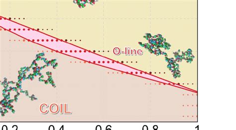 Phase Diagram Of The Polymer Equilibrium State For Different Binding