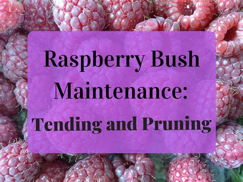 How And When To Plant And Prune Raspberry Bushes Raspberry Plants Raspberry Bush Pruning