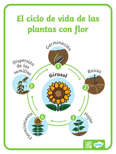 Cl Cn 1687474902 Poster El Ciclo Vital De Las Plantas Con Flor Ver