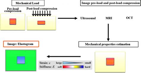 An Overview Of Elasticity Imaging Methods Adapted From Shiina 2013