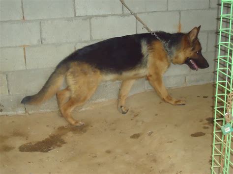 저먼 세퍼트종견 교환 세퍼드분양 한국 저먼 세퍼트 견사호 클럽