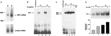 Irp1 Mrna Level A And Rna Binding Activity B D In 3t3 L1