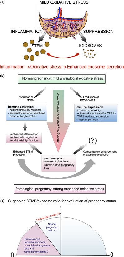 Placenta Derived Exosomes And Their Role In Human Reproduction