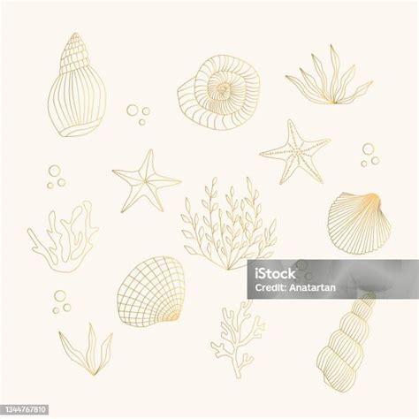 황금 껍질 불가사리 조류 산호세트 벡터 격리 된 그림입니다 조개 껍데기에 대한 스톡 벡터 아트 및 기타 이미지 조개 껍데기
