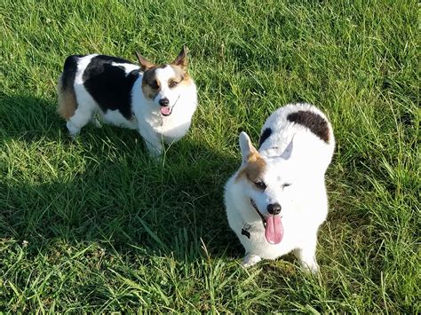 Princess Nugget The Corgi My First Time In Jardin Du Luxembourg It Was So Much Fun So Many