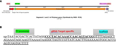 Site Specific Gene Knock In And Bacterial Phytase Gene Expression In