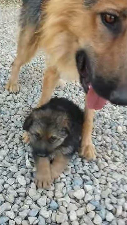 ژرمن شپرد ژرمن شپرد شولاین ژرمن شپرد اصل توله ژرمن شپرد Youtube