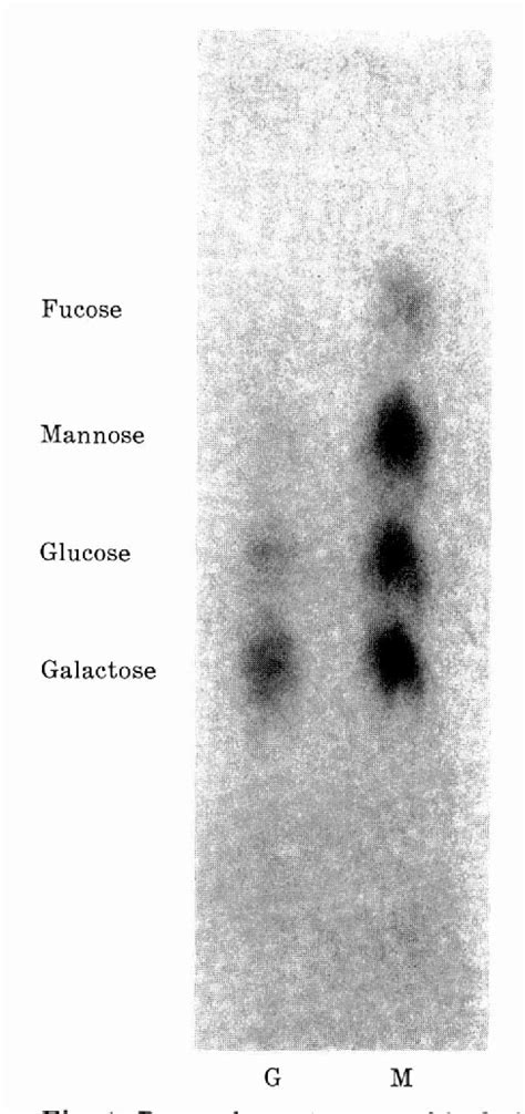 Figure 1 From Isolation And Partial Characterization Of A Glycopeptide From Cerumen Semantic