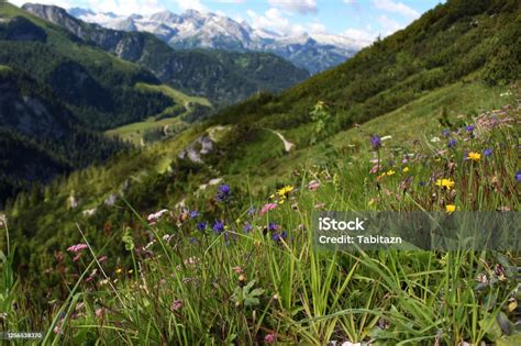 아름다운 알프스 산맥의 전망 화창한 여름 날에 는 초원과 하이킹 코스가 피어납니다 베르히테스가데너 랜드의 제너 산 국립 공원 바이에른 독일 유럽 여행 개념 0명에 대한 스톡
