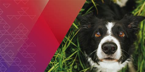 Bravecto Quantum Flea And Tick Protection Bravecto Nz