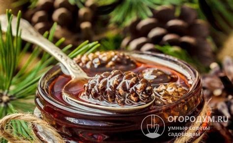 Варенье из еловых шишек: рецепты приготовления в домашних условиях