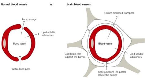 The Bloodbrain Barrier The Final Frontier Ubs Global