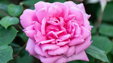 Types Of Pink Flowers For Your Garden Pictures And Tips For Care Dengarden