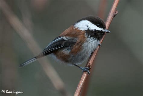 Lunchtime Walk With Chestnut Backed Chickadees
