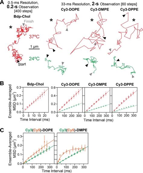 The Effects Of Partial Actin Depolymerization And Stabilization On The