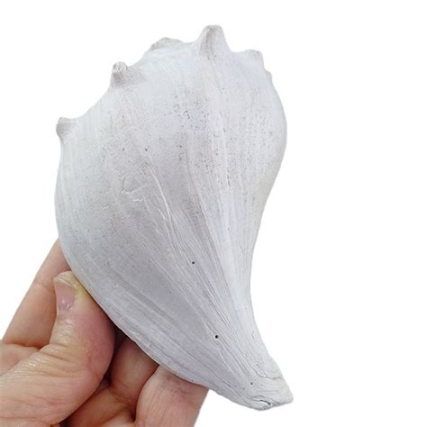 Busycon Carica Fosilpaleos