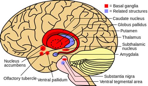 Basal Ganglia Wikipedia