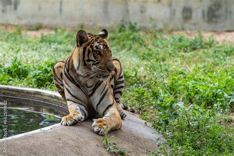 The Tiger Lies Next To The Pond With Its Head Turned To The Side And