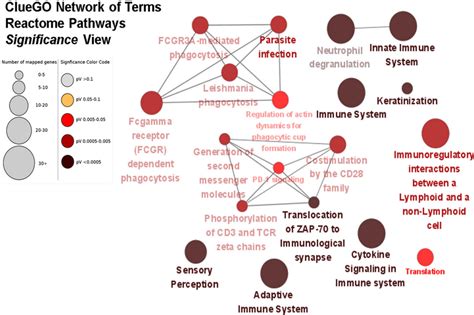 Enrichment By Gene Ontology Go Terms Was Visualized Using The Download Scientific Diagram