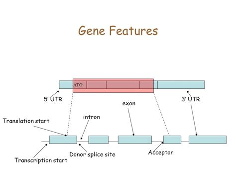 Cse182 L12 Gene Finding Ppt Video Online Download