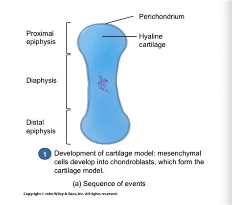 Exam 2 Endochondral Ossification Flashcards Quizlet