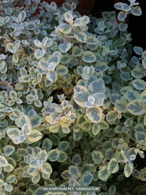Helichrysum Petiolare Variegatum Foliage Archives Jeffwortham