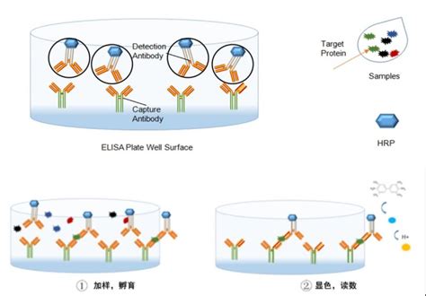 Easygo™ Mouse Il 18 One Step Elisa Kit Easygo™ 小鼠白细胞介素 18 Il 18 一步法