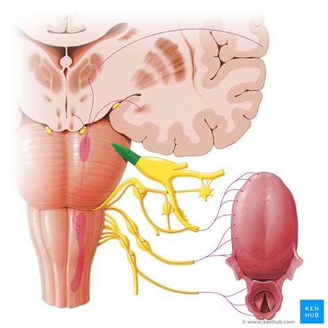 Mixed Cranial Nerves Anatomy Course Fibers Functions Kenhub