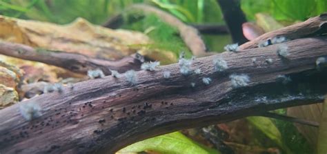 Why Is My Guppy Grass And Javachristmas Moss Disappearing In A Community