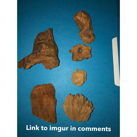 Found These In Tn Anyone Know What They Could Be R Fossils