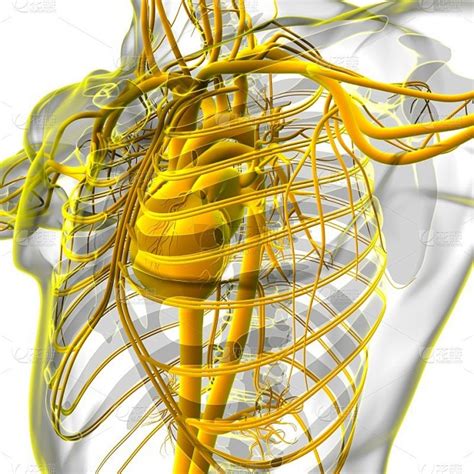 人体心脏与循环系统解剖医学概念3d