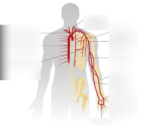 Bio 114 Upper Body Arteries Diagram Quizlet