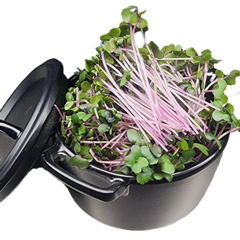 La Torre Agricola Microgreens Puerto Rico Micro Repollo Morado