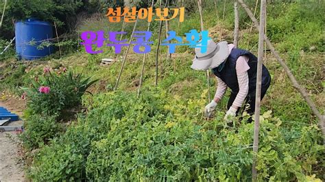 섬에서 완두콩 수확 Youtube