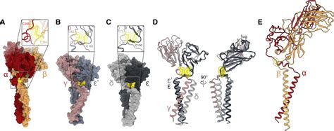 Structure Of A Fully Assembled Tumor Specific T Cell Receptor Ligated By Pmhc Cell
