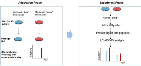 Stable Isotope Labeling Using Amino Acids In Cell Culture SILAC