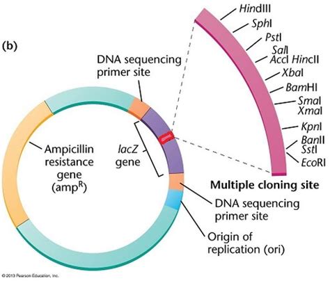Lecture 19 Recombination Dna Technology Genomic Analysis Flashcards