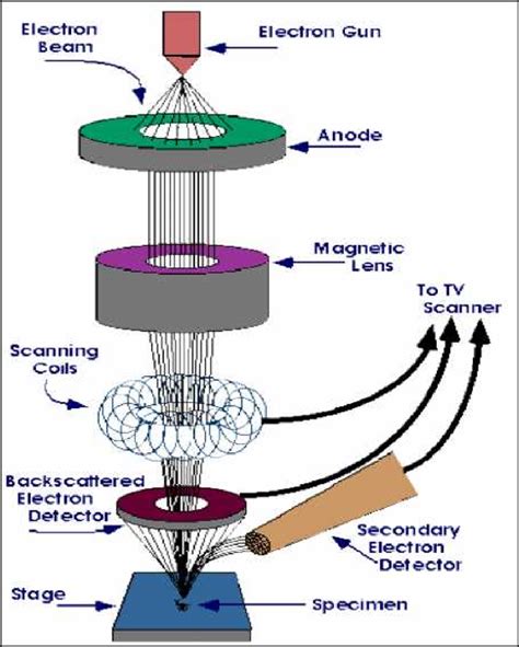 5 Schematic Diagram Of The Scanning Electron Microscope Sem Download Scientific Diagram