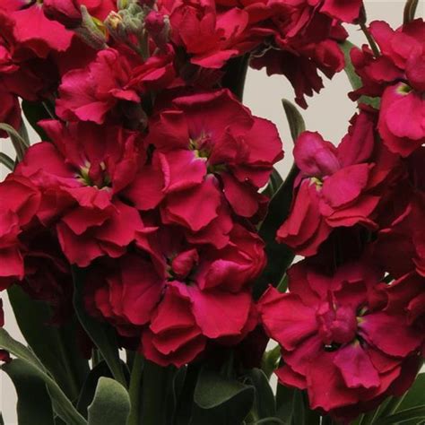 Matthiola Katz Ruby