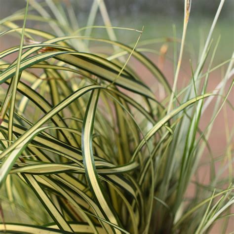 Carex Oshimensis Evergold Roots Plants