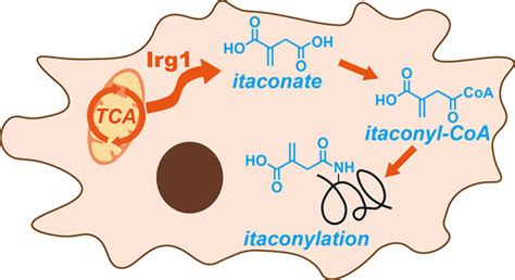 Asap Discovery Of Itaconate Mediated Lysine Acylation