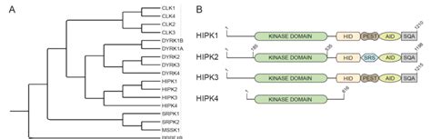 The Homeodomain Interacting Protein Kinases Hipks Are Members Of The Download Scientific