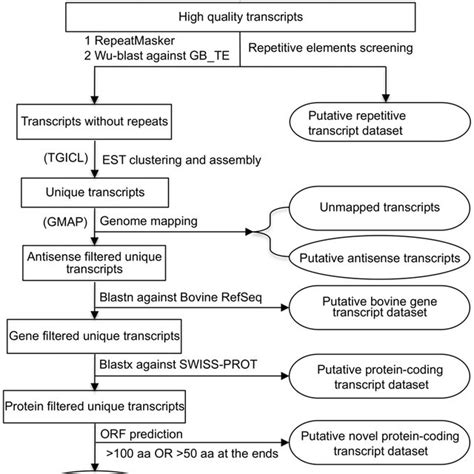 Flowchart Describing The Pipeline For Ncrna Identification Download Scientific Diagram