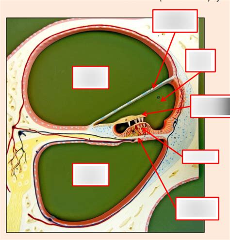 Cochlea Diagram Quizlet