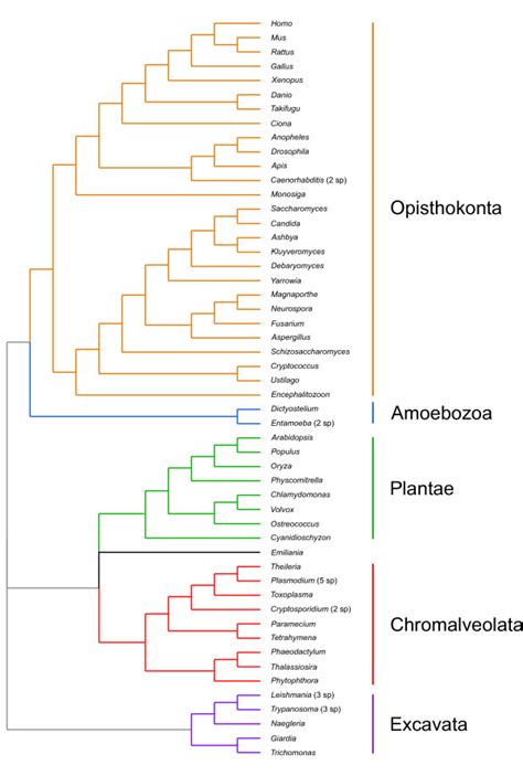 Phylogenetic Relationships Among The Species Included In Our Study Download Scientific Diagram
